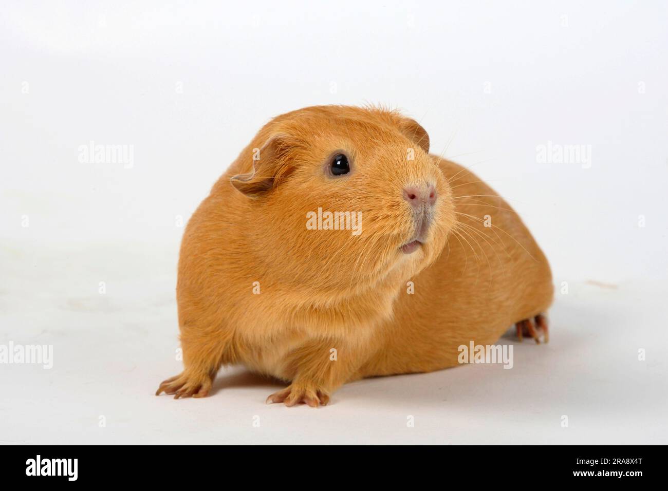 English Guinea Pig Stock Photo - Alamy