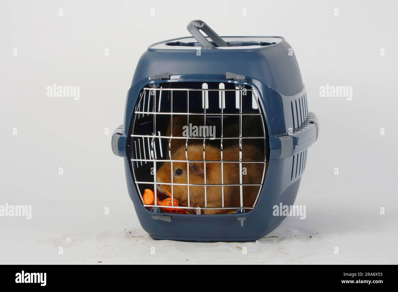 Teddy guinea pig, in transport box Stock Photo - Alamy