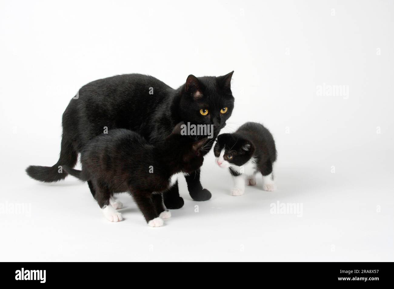 Domestic cat with kitten, 8 weeks Stock Photo - Alamy