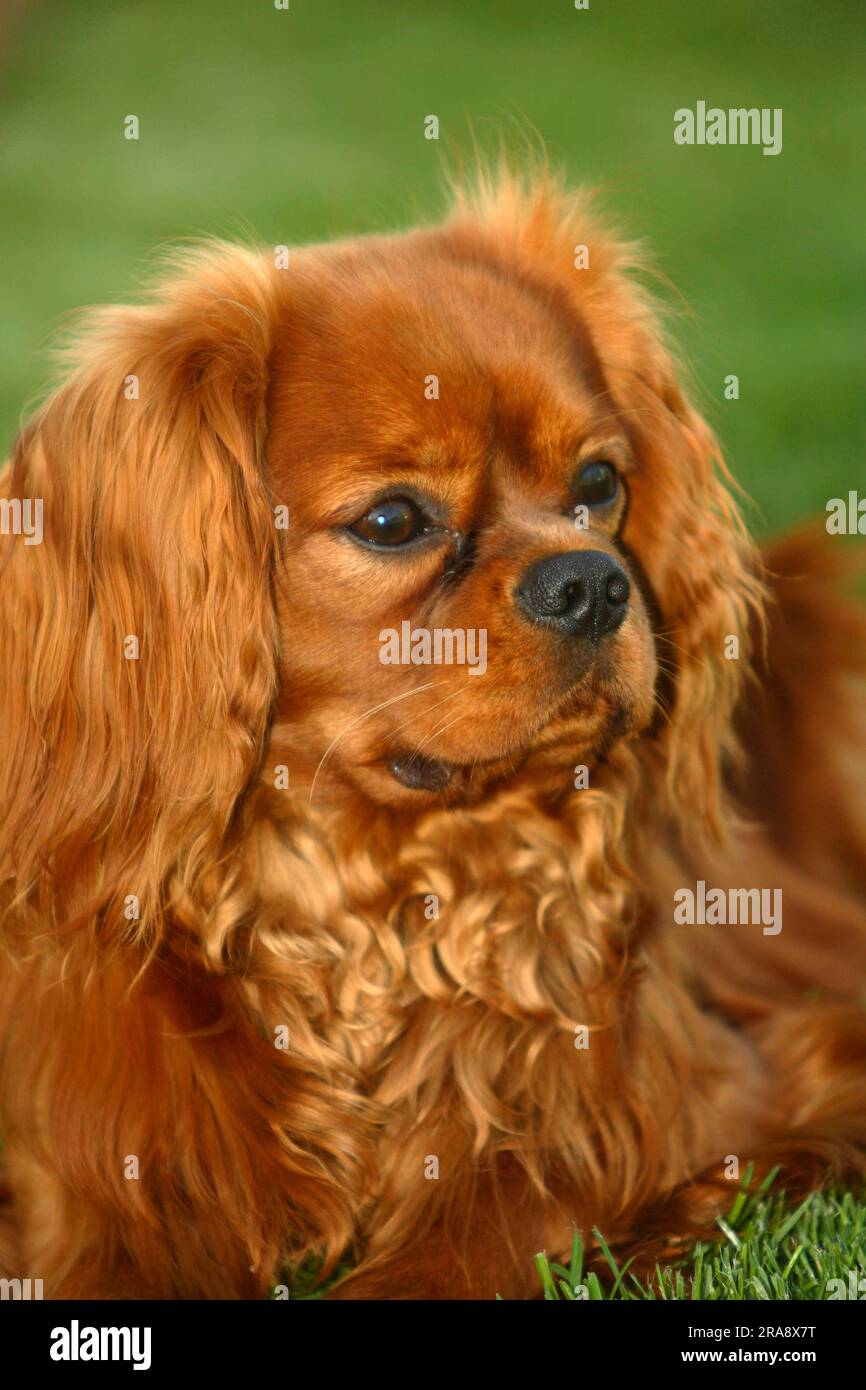 Cavalier King Charles Spaniel, ruby red Stock Photo - Alamy