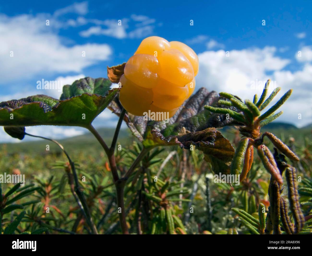 Cloudberry (Rubus chamaemorus), fruit, Tombstone Territorial Park ...