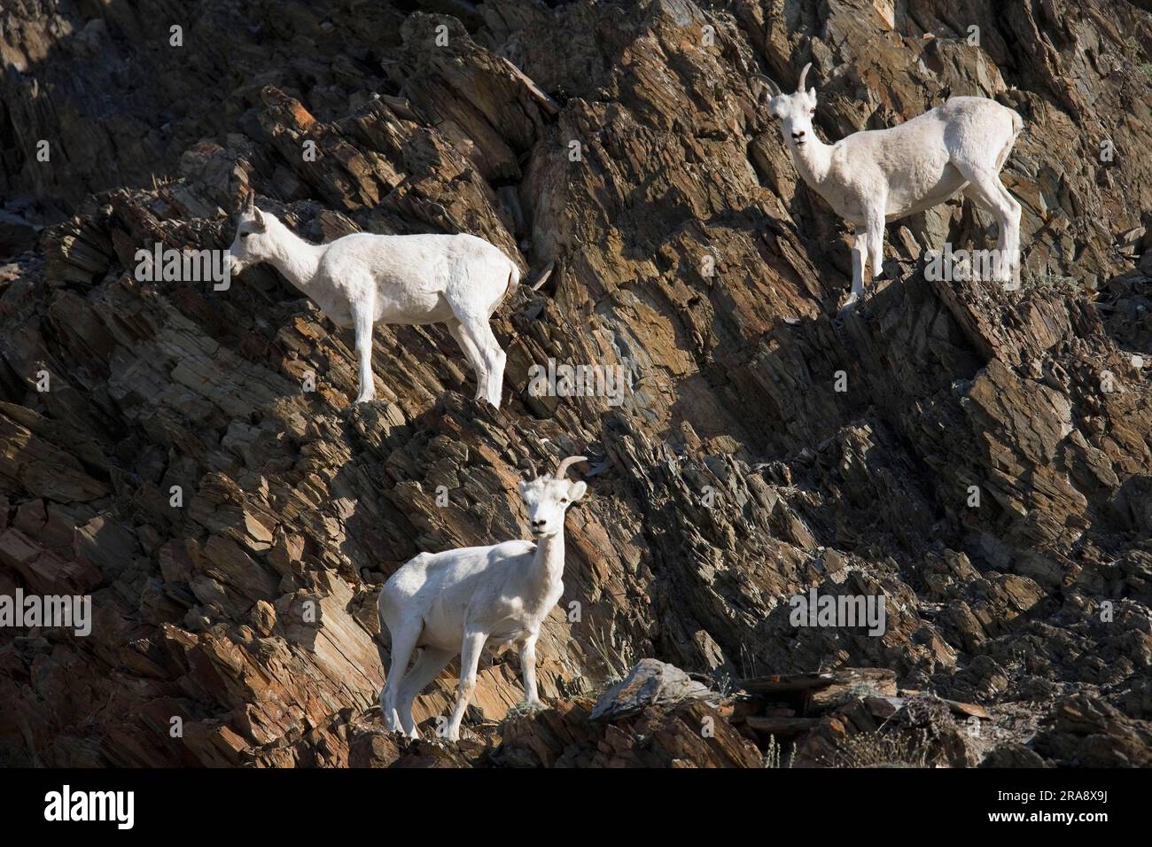 Dall sheep (Ovis dalli), female, Ivvavik National Park, Yukon, Canada ...