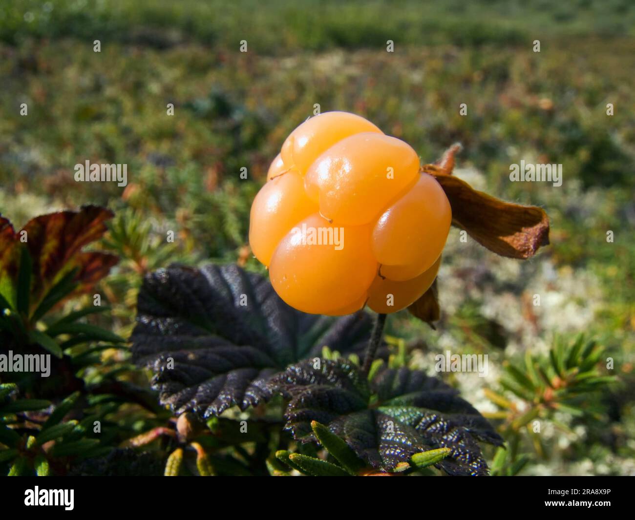 Cloudberry (Rubus chamaemorus), fruit, Tombstone Territorial Park ...