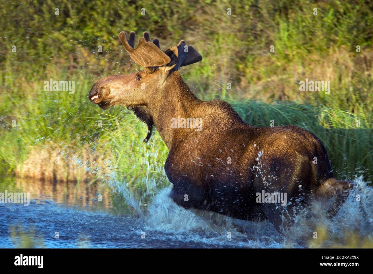 Elk (Alces alces), male, Tombstone Territorial Park, Yukon, velvet ...