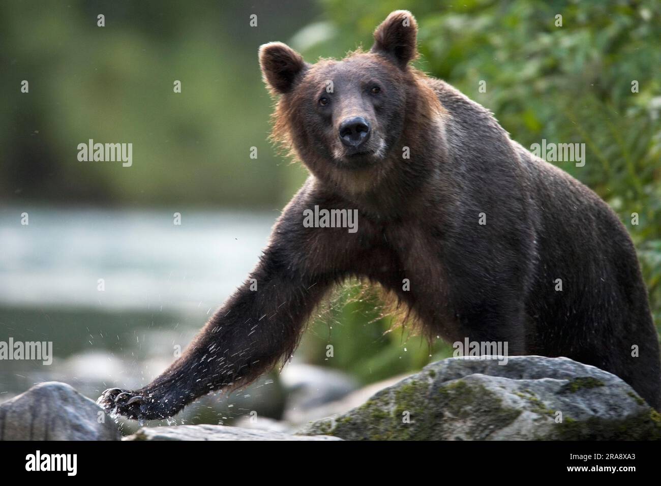 Alaska, Grizzly bear (Ursus arctos horribilis) wet, USA Stock Photo - Alamy