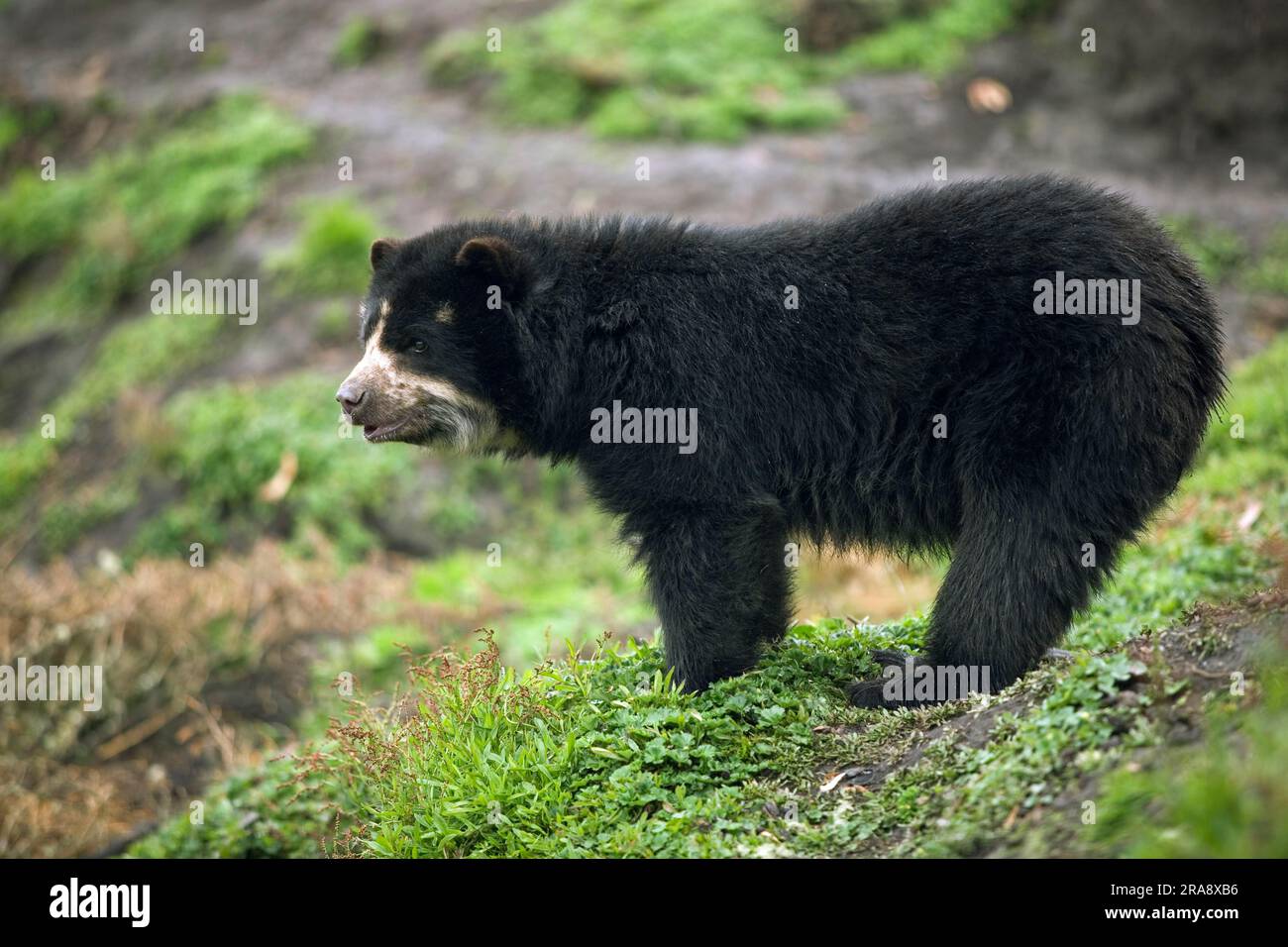 Spectacled bear (Tremarctos ornatus), Ecuador, lateral view Stock Photo ...