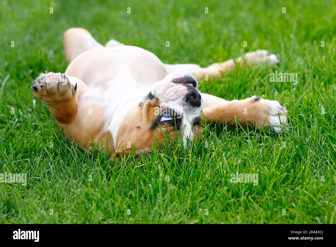 Back of bulldog hi-res stock photography and images - Alamy
