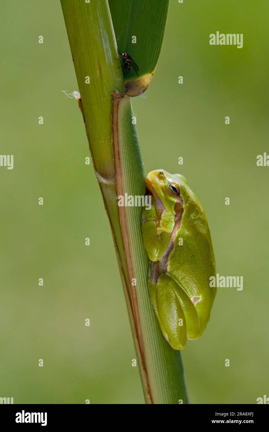 Common Tree Frog, Greece (Hyla arborea), side Stock Photo - Alamy