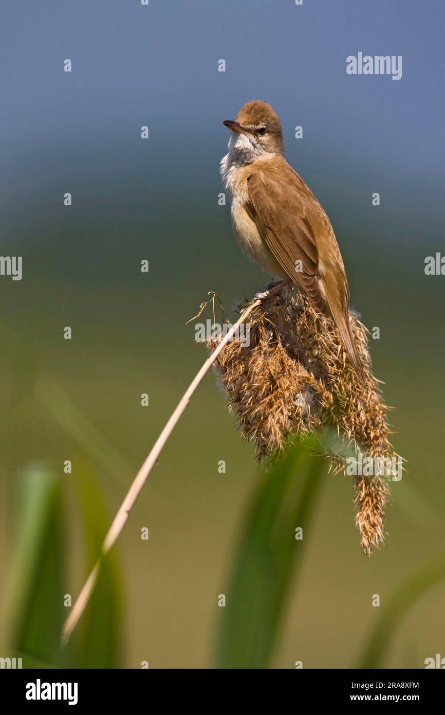 Great Reed Warbler (Acrocephalus arundinaceus), Greece Stock Photo - Alamy