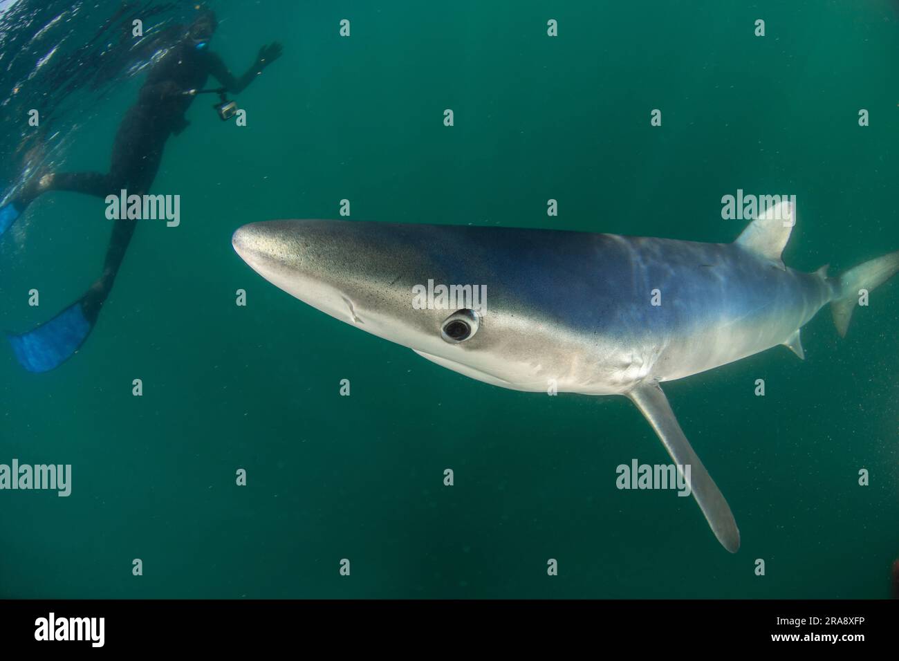 Shark week hi-res stock photography and images - Alamy
