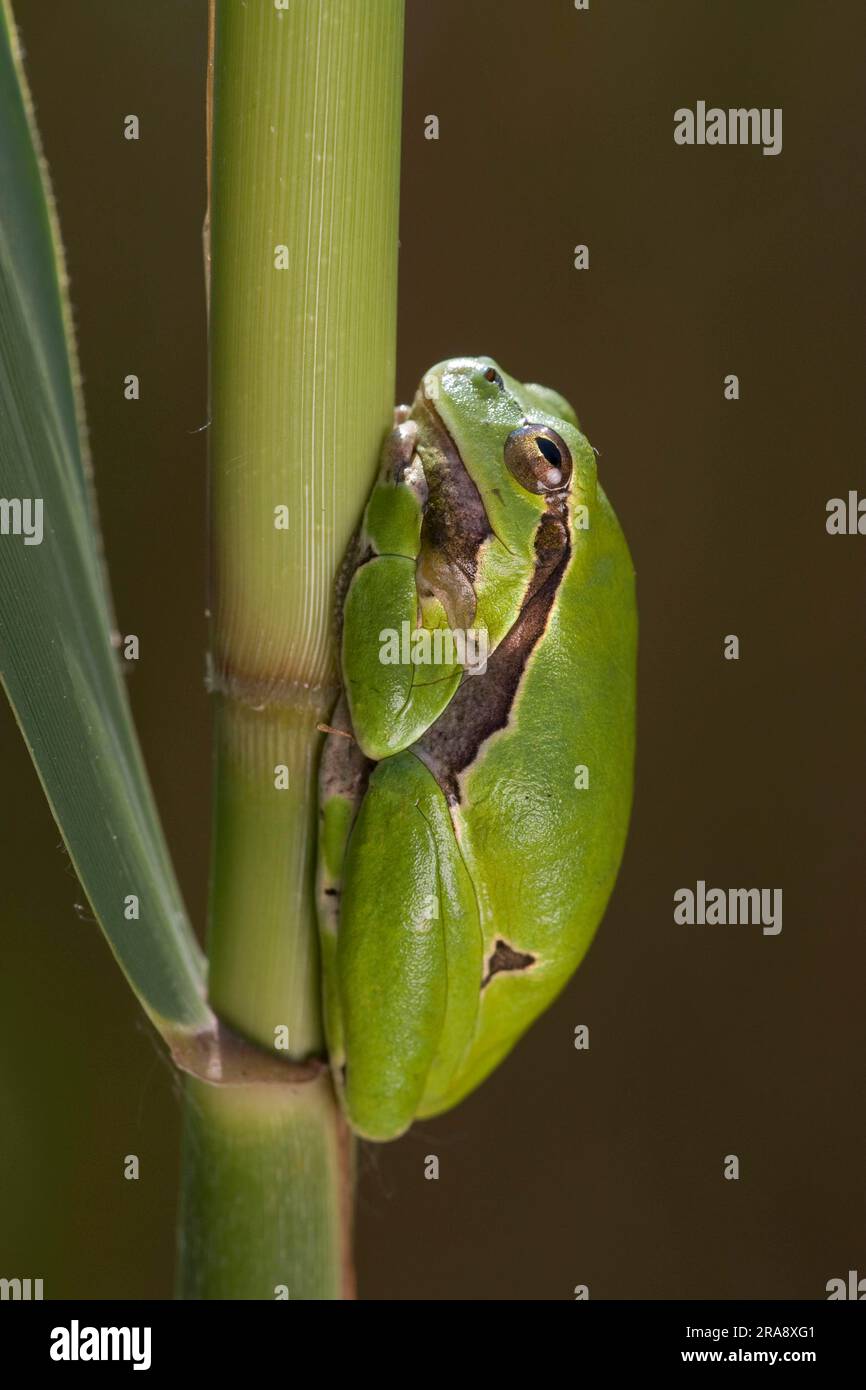 Common Tree Frog, Greece (Hyla arborea), side Stock Photo - Alamy