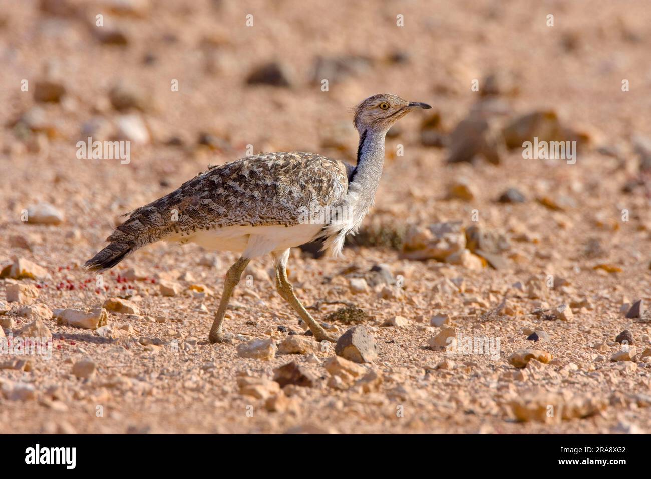 Houbara Bustard (Chlamydotis undulata), Fuerteventura, Canary Islands ...