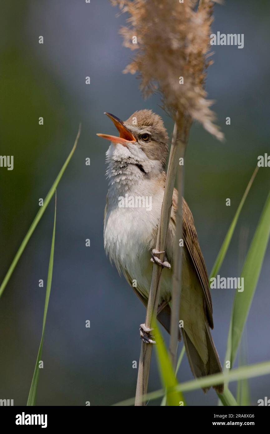 Great Reed Warbler (Acrocephalus arundinaceus), Greece Stock Photo - Alamy