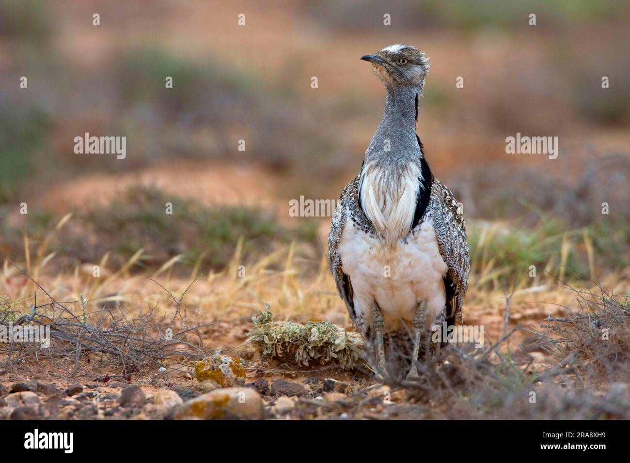 Houbara Bustard (Chlamydotis undulata), Fuerteventura, Canary Islands ...