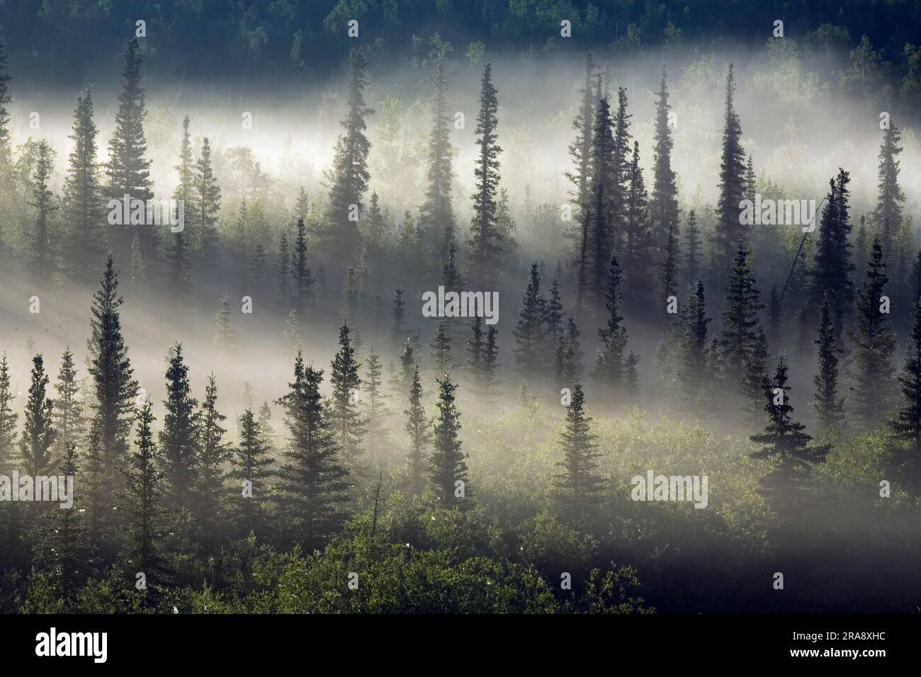 Sunbeams shining through spruce forest, Dempster Highway, cat spruce ...