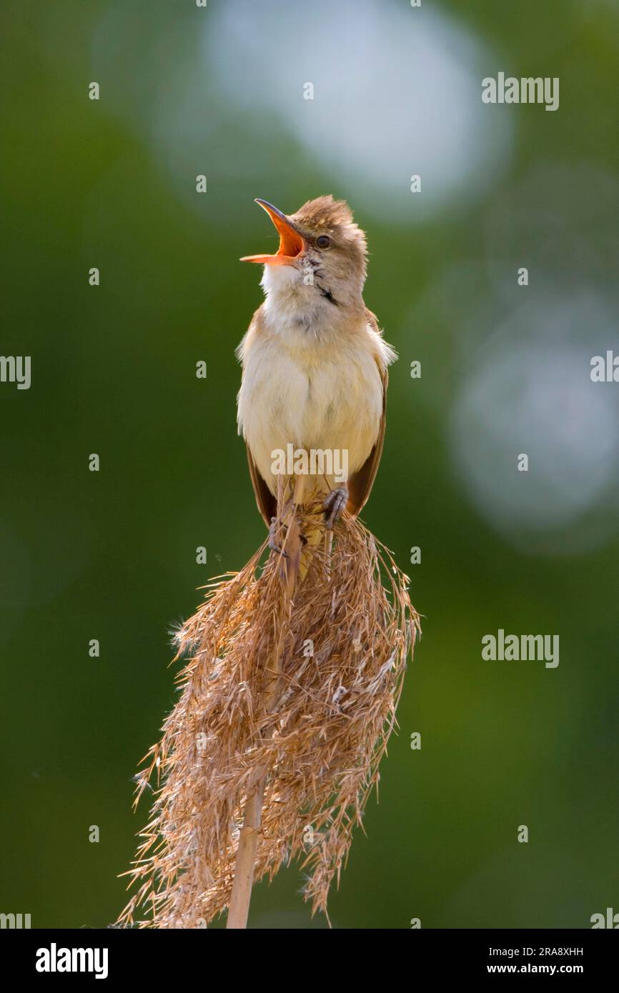 Great Reed Warbler (Acrocephalus arundinaceus), Greece Stock Photo - Alamy