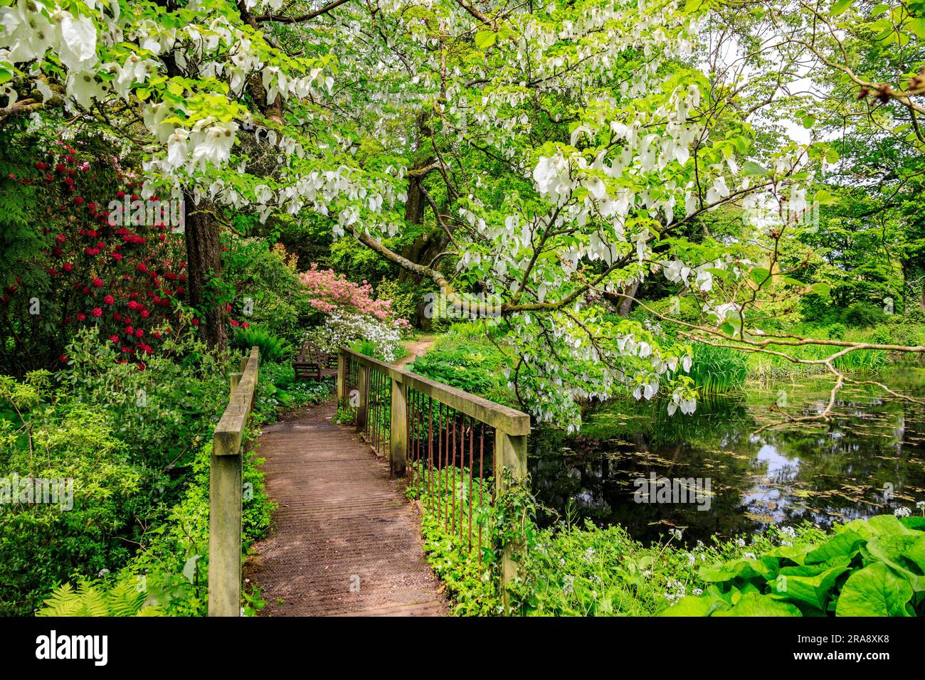 The stunning white bracts of the Handkerchief Tree (Davidia involucrata ...