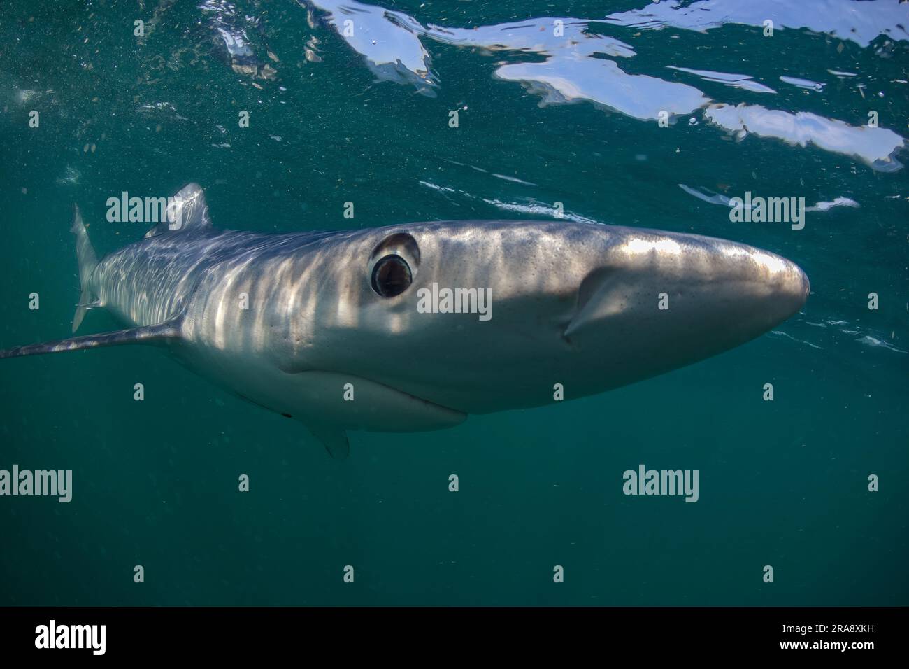Shark week hi-res stock photography and images - Alamy