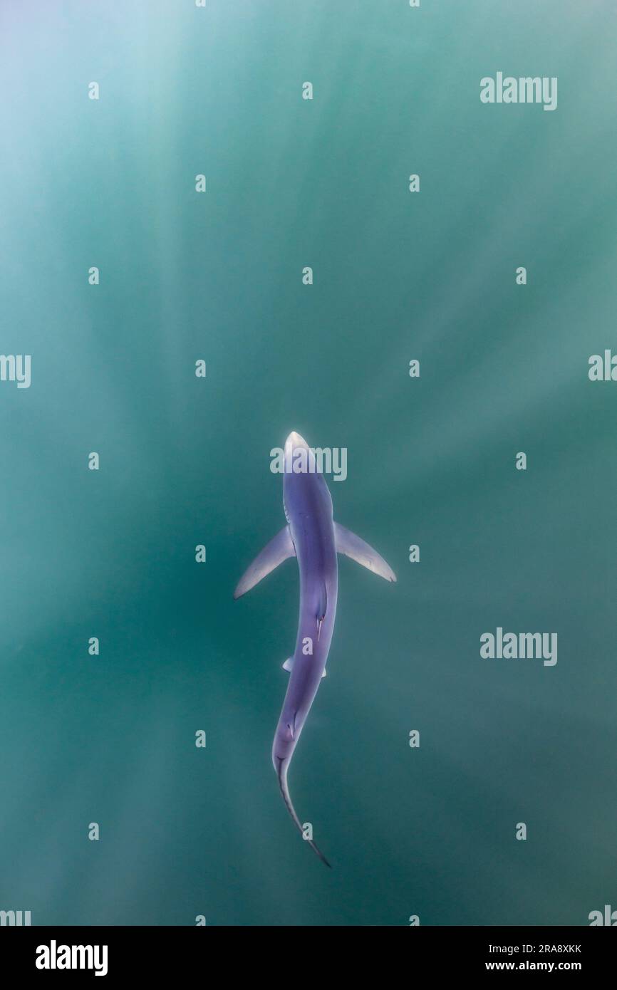 Blue shark prionace glauca teeth hi-res stock photography and images ...