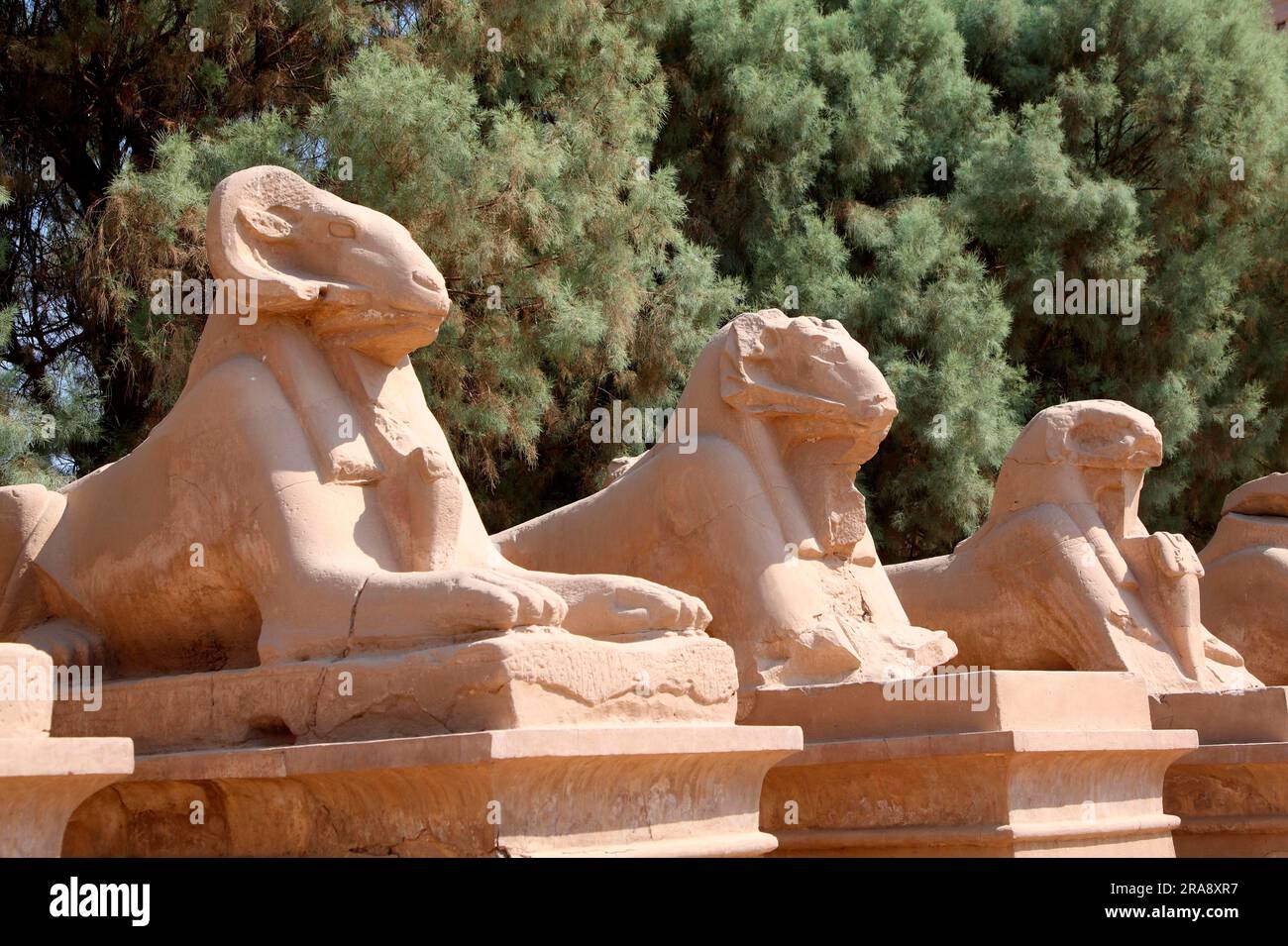 Luxor, Karnak, Karnak temple, Al-Karnak, Ram-headed Sphinx, Egypt Stock ...