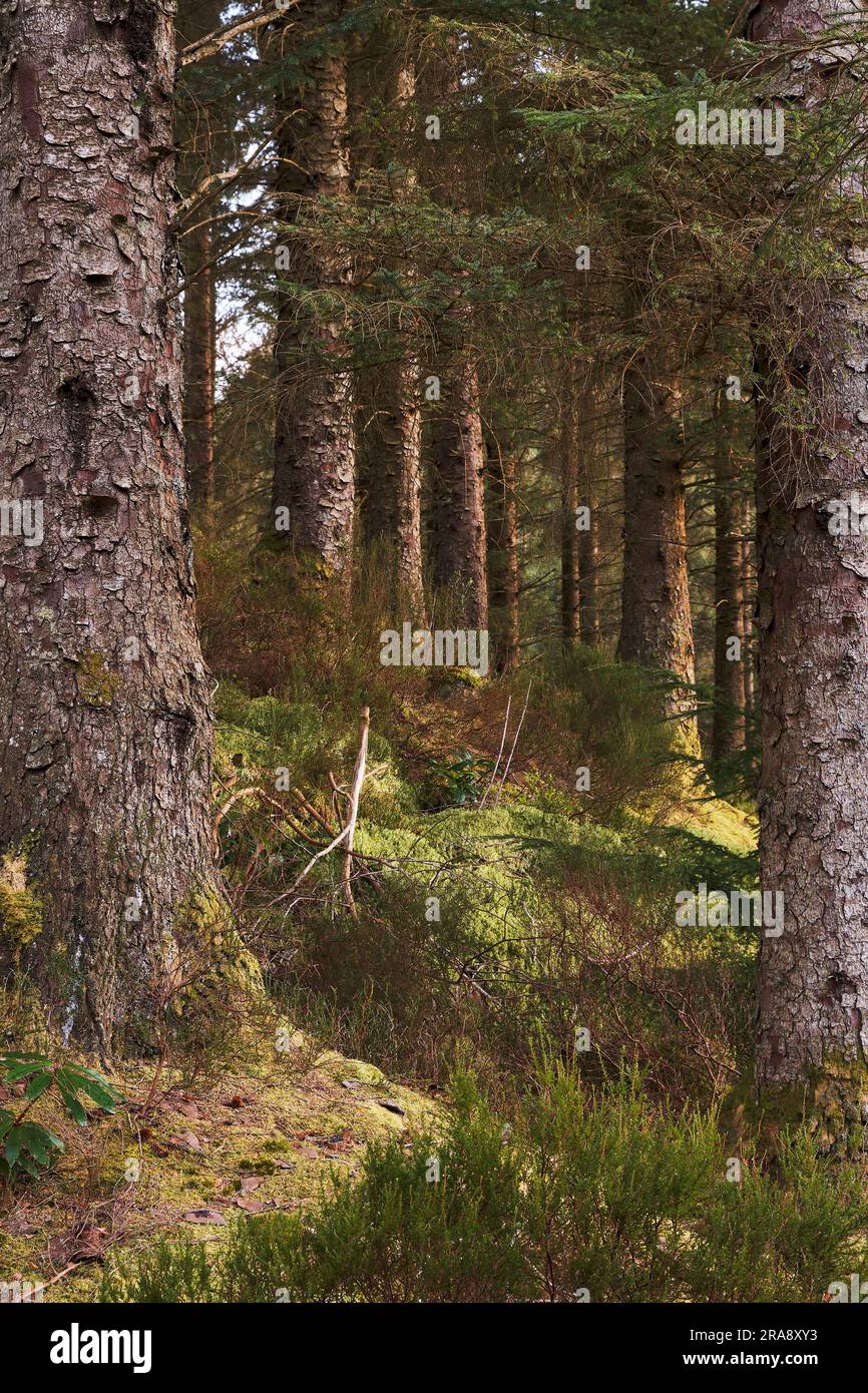 Confierous tree hi-res stock photography and images - Alamy