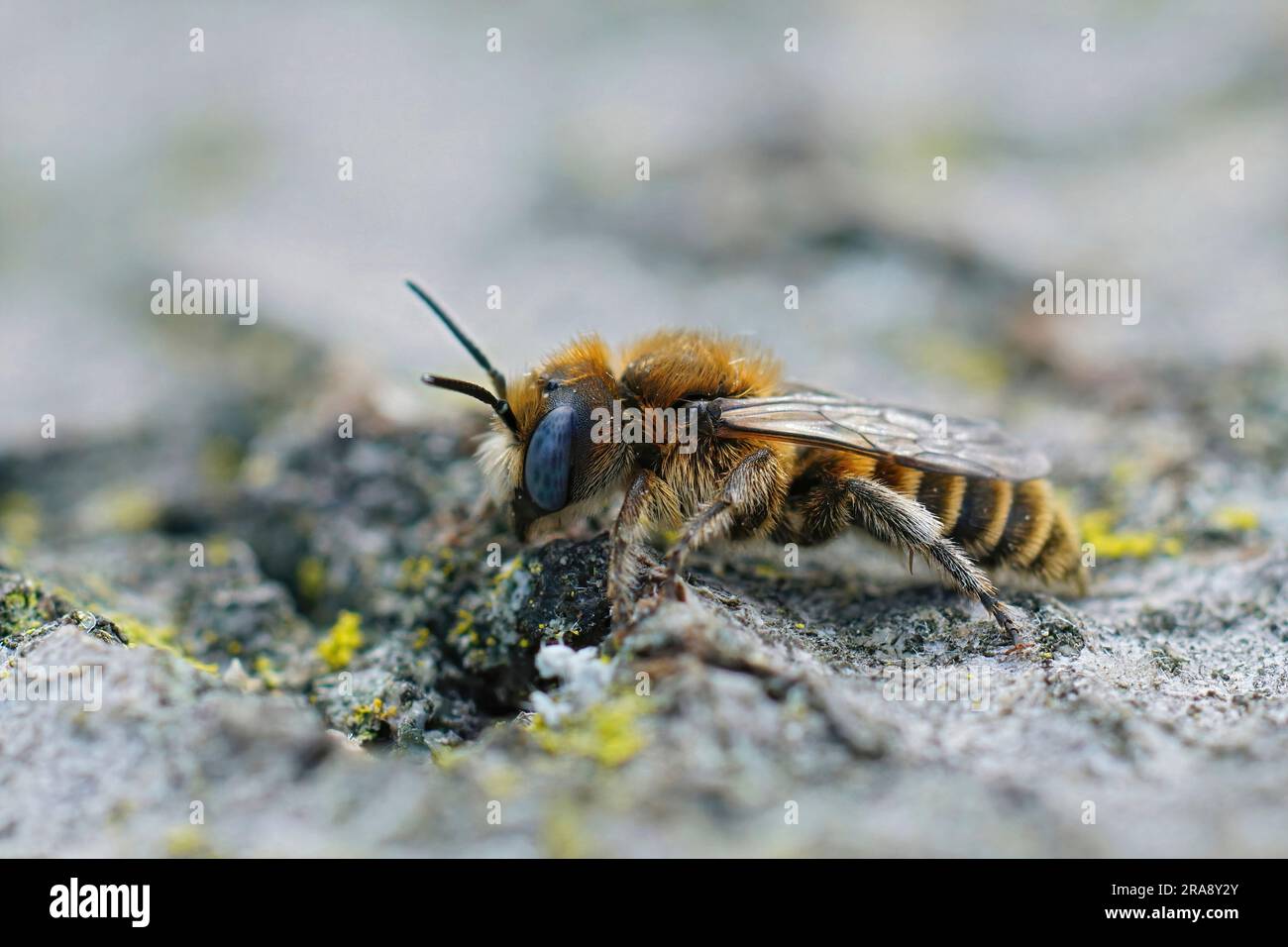 Detailed closeup on a Mediterranean blue-eyed, male Hoplitis perzi ...