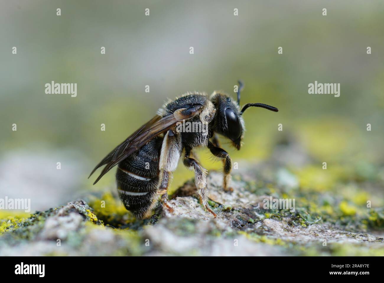 Detailed closeup on the Mediterranean Common epaulette-nomia solitary ...
