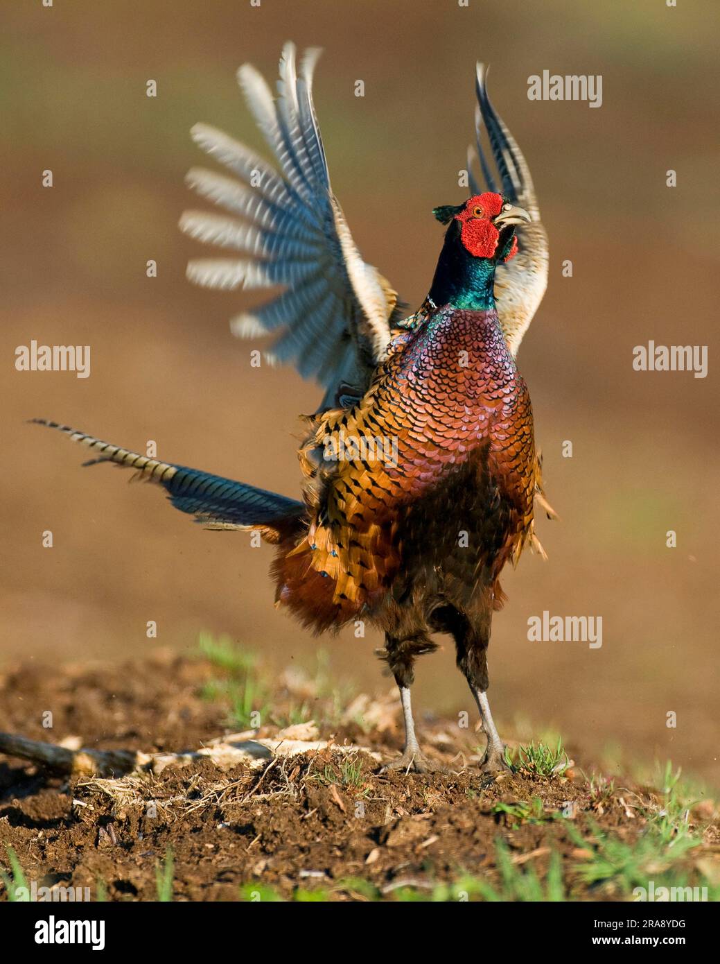 Flutter jump hi-res stock photography and images - Alamy