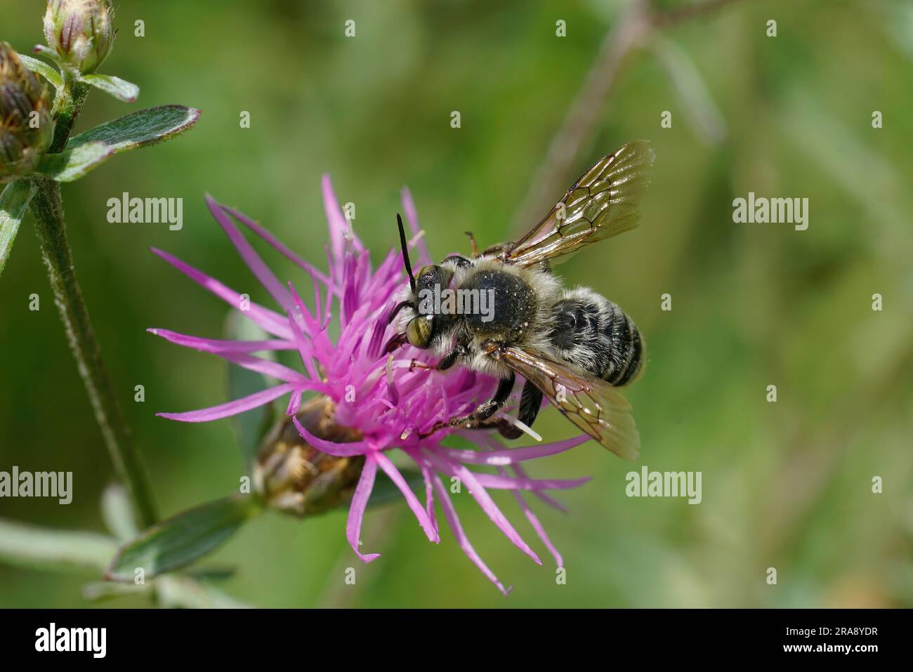 Detailed closeup shot of a male Mediterranean golden-tailed wood-boring ...