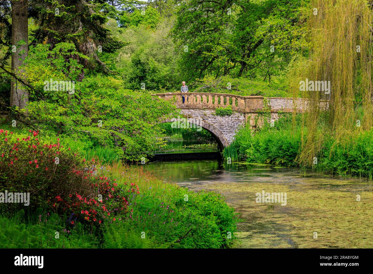 Stunning azaleas and rhododendron colours alongside the River Cerne ...