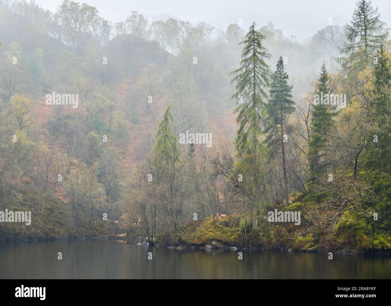Woodland slopes shrouded in fog next to Lock Katrine; Loch Lomond & the ...