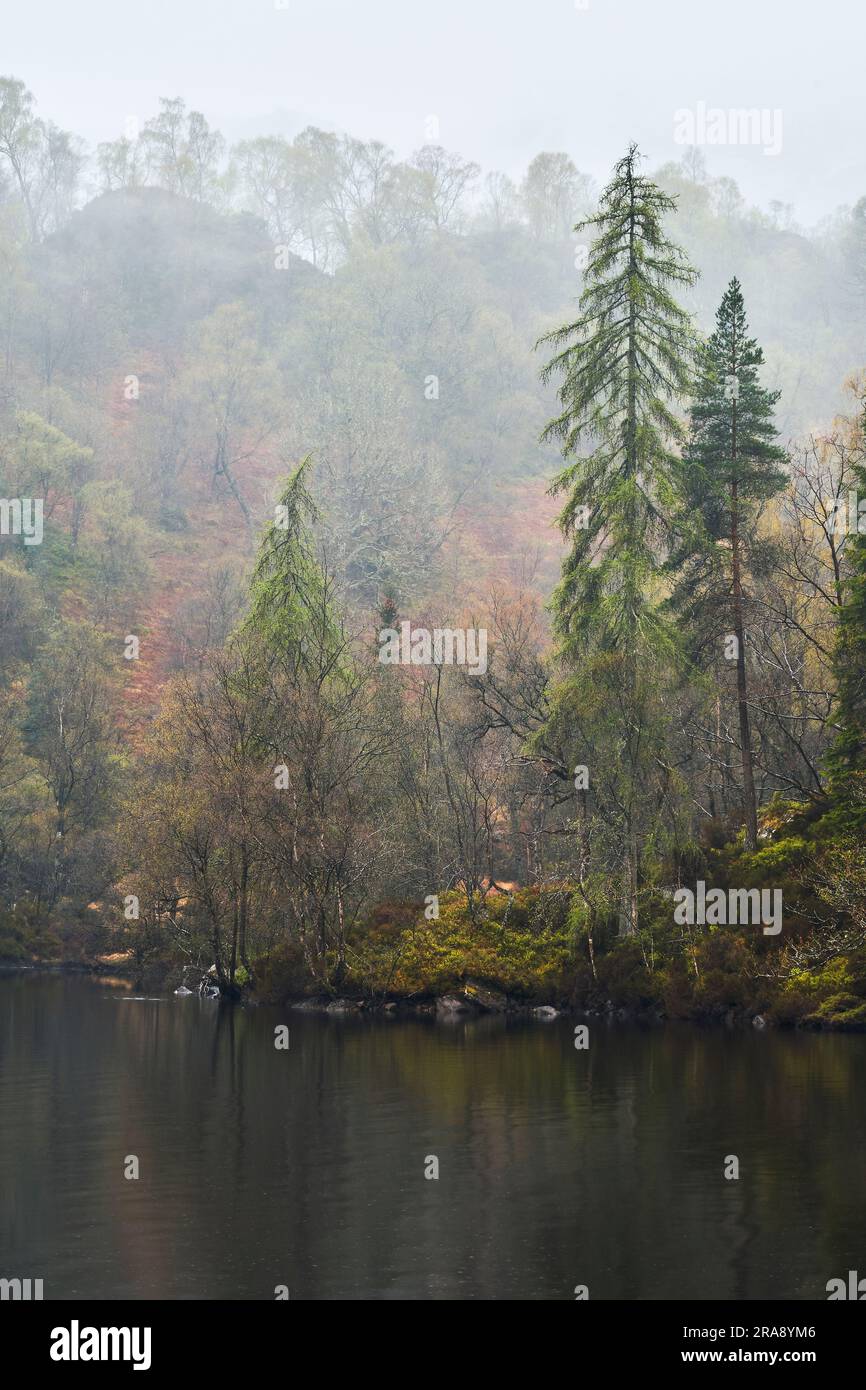 Woodland slopes shrouded in fog next to Lock Katrine; Loch Lomond & the ...