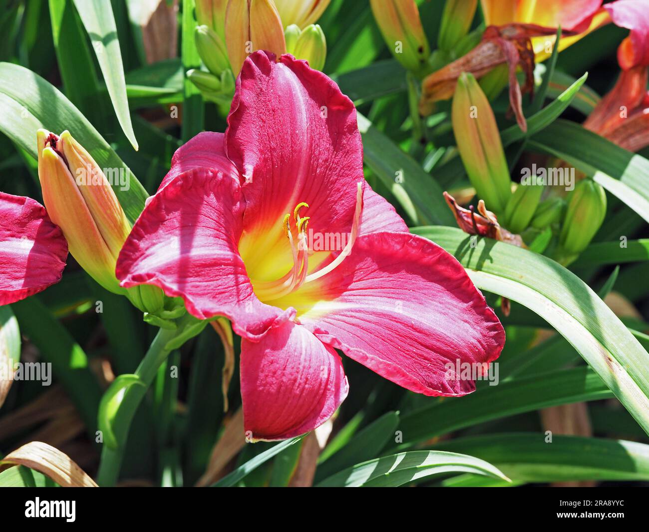 Red Hemerocallis daylily flower, variety Charles Johnston Stock Photo ...