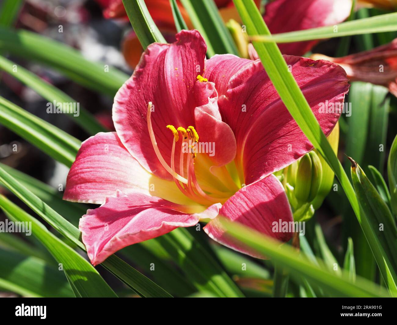 Red Hemerocallis daylily flower, variety Charles Johnston Stock Photo ...