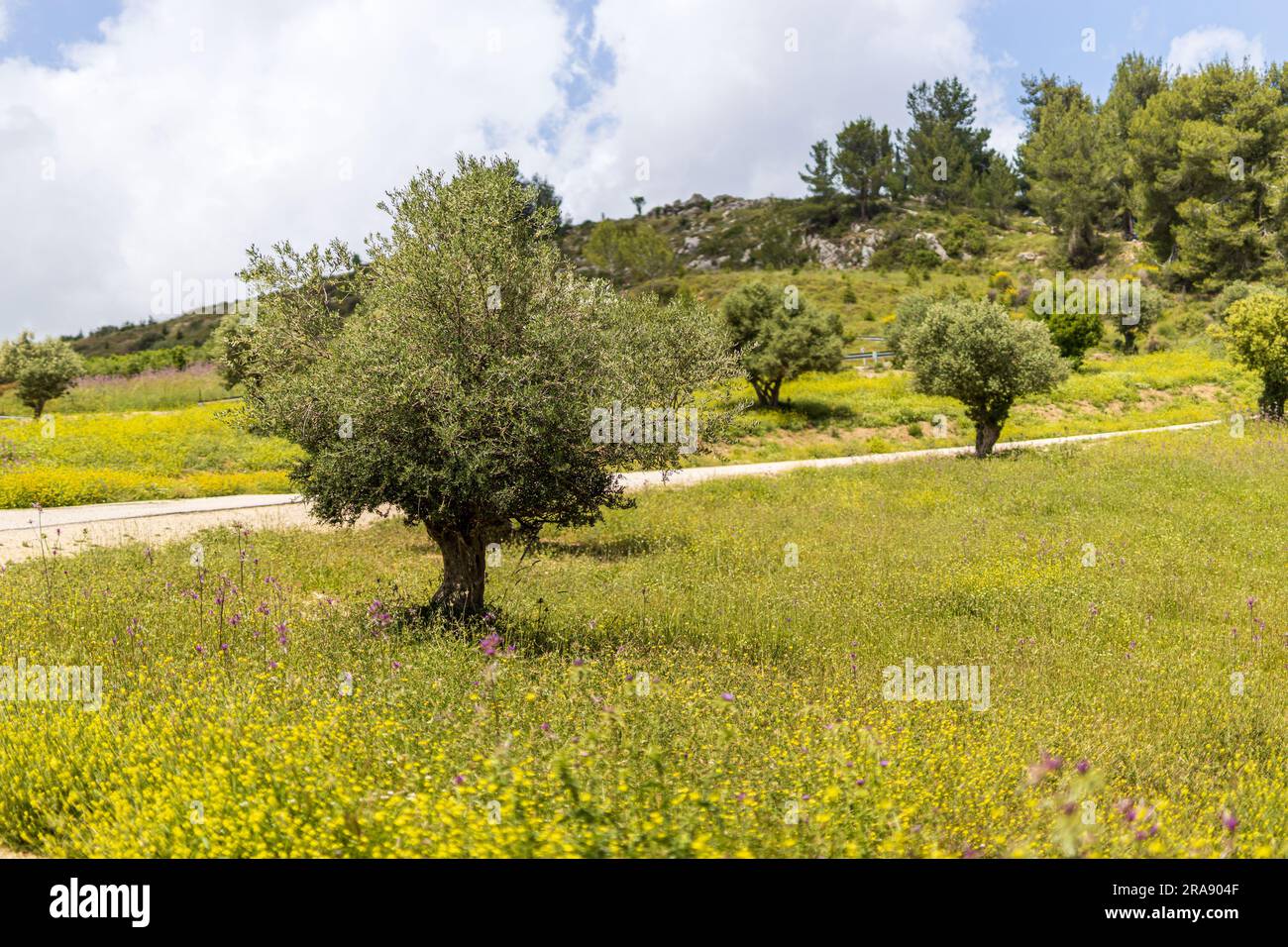 Mount Meron is a mountain in the Upper Galilee region of Israel. It has ...