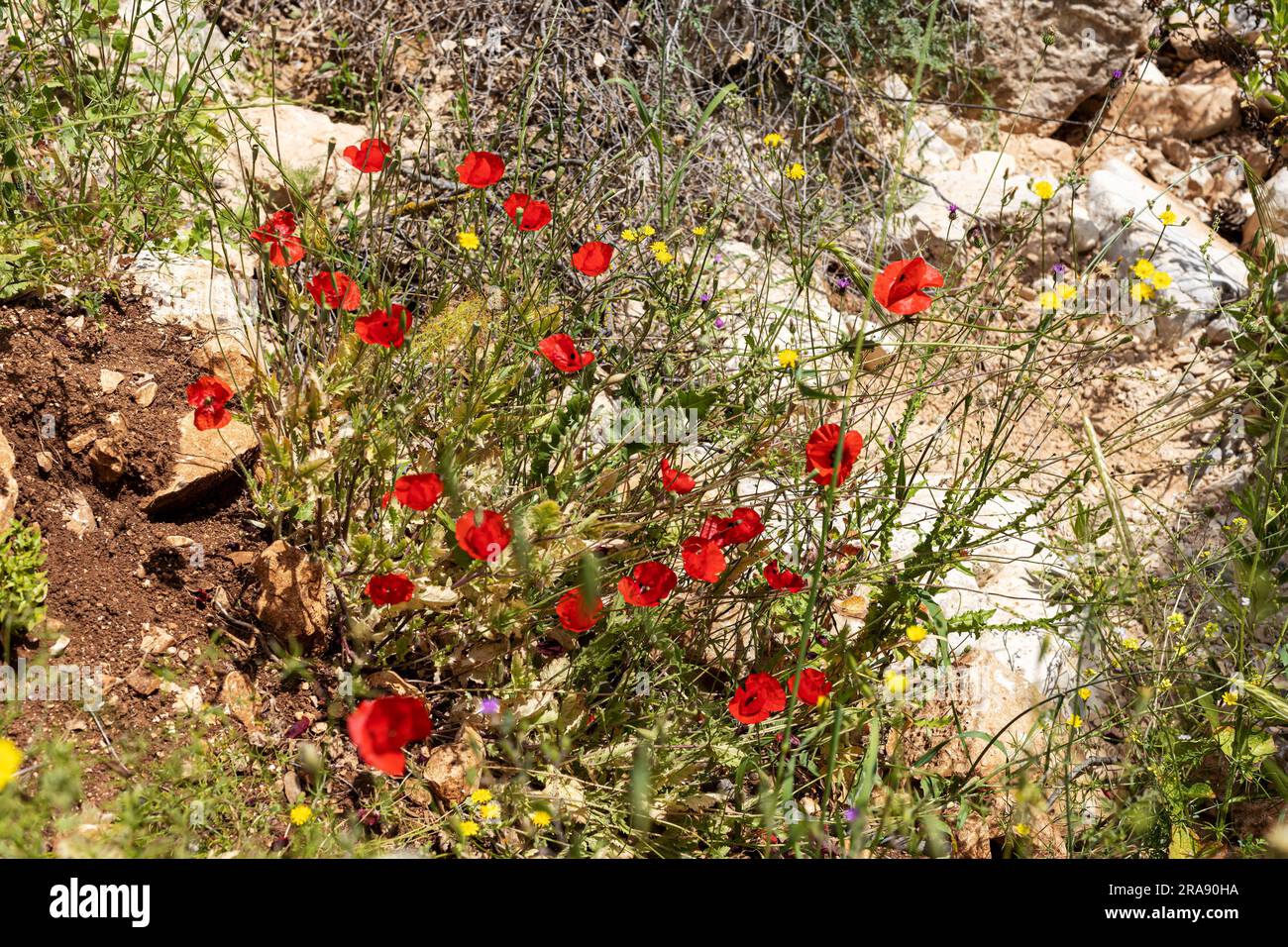 Red poppy blossoms on Mount Carmel in February in Israel. Spring time ...