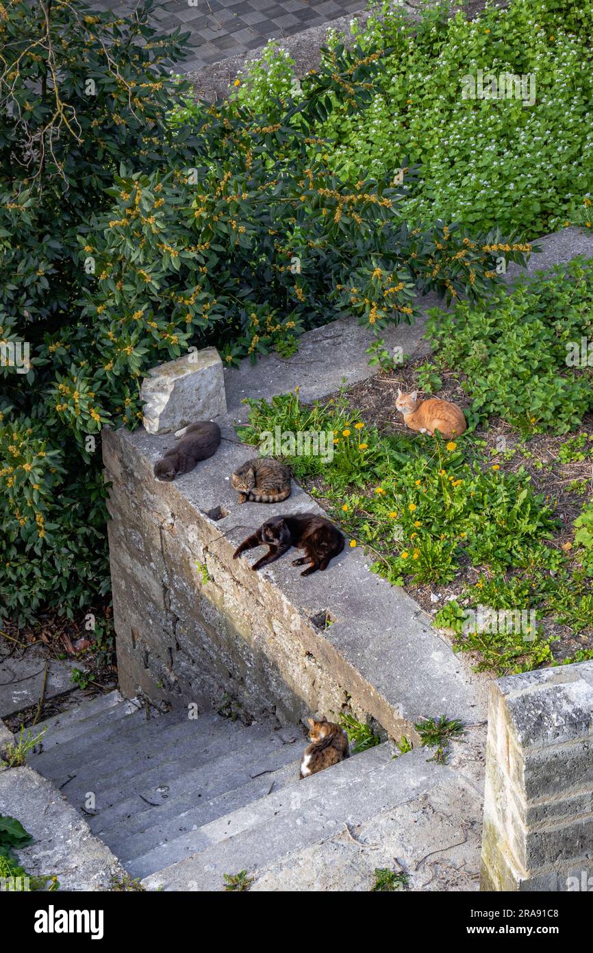 A group of five different cats on a stone wall enjoying a sunny day in ...