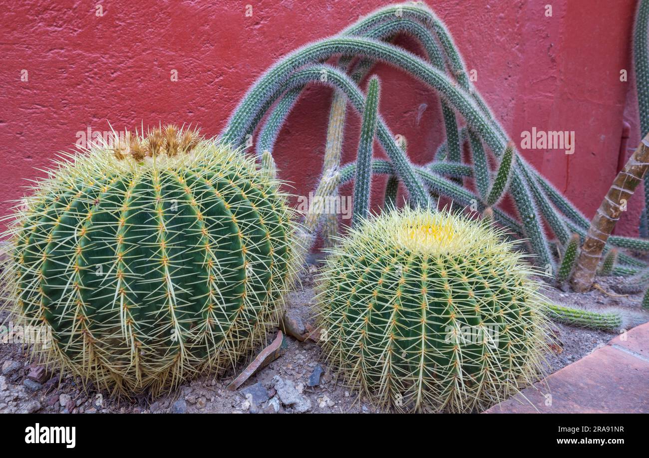 Wooden door and lots of cacti in front. Typical intense colors in the ...