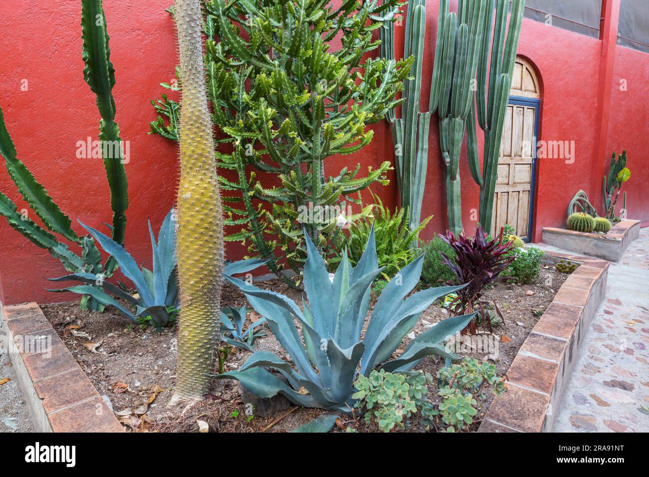 Wooden door and lots of cacti in front. Typical intense colors in the ...