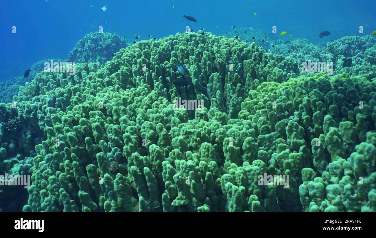 Hard corals colony Porites, school of colorful tropical fish swims ...