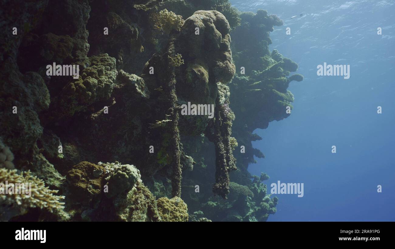 Old mooring rope hanging on coral reef, Red sea, Safaga, Egypt Stock ...