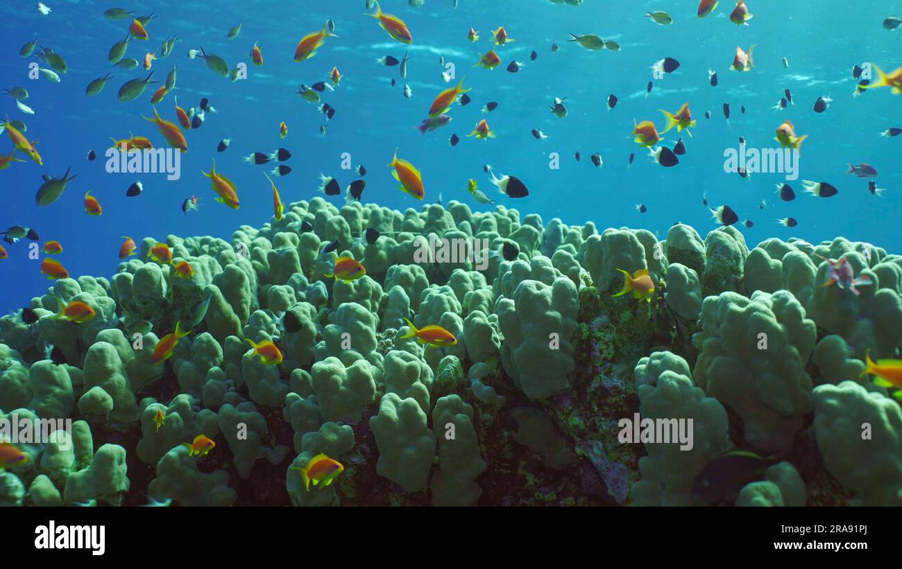 Hard corals colony Porites, school of colorful tropical fish swims ...