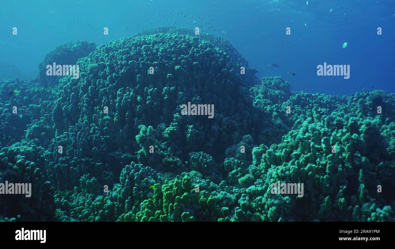 Hard corals colony Porites, tropical fish swim above top of coral reef ...