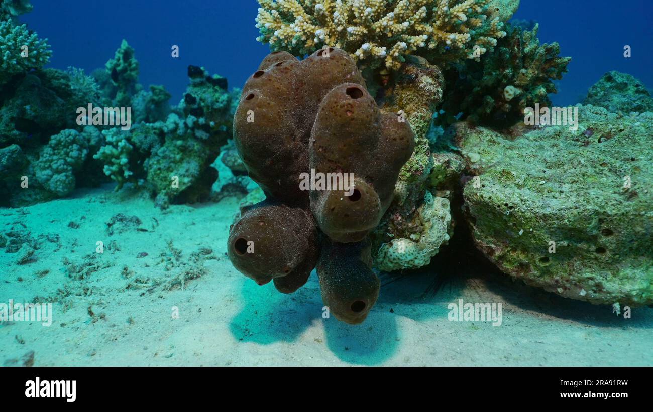 Coral reef seabed slow motion hi-res stock photography and images - Alamy