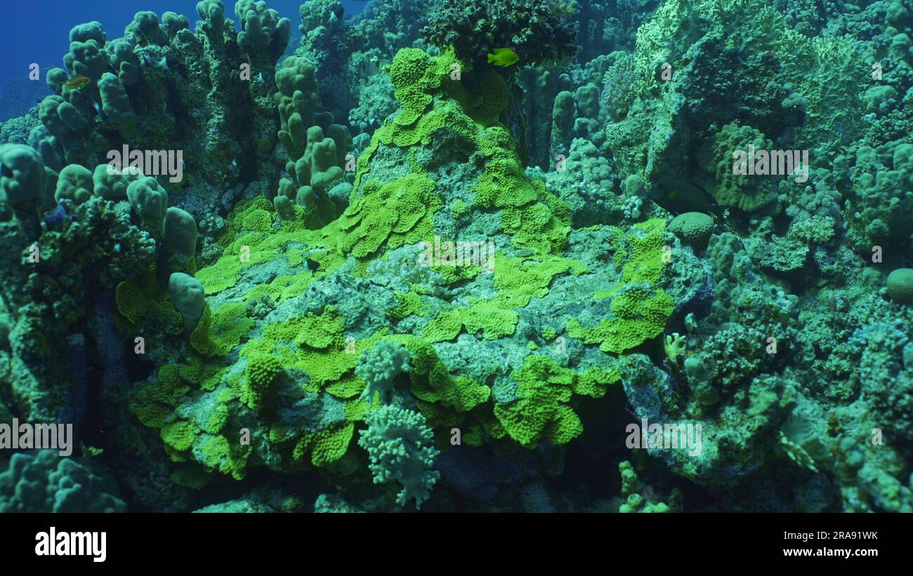 Coral garden with Lettuce coral or Yellow Scroll Coral (Turbinaria ...