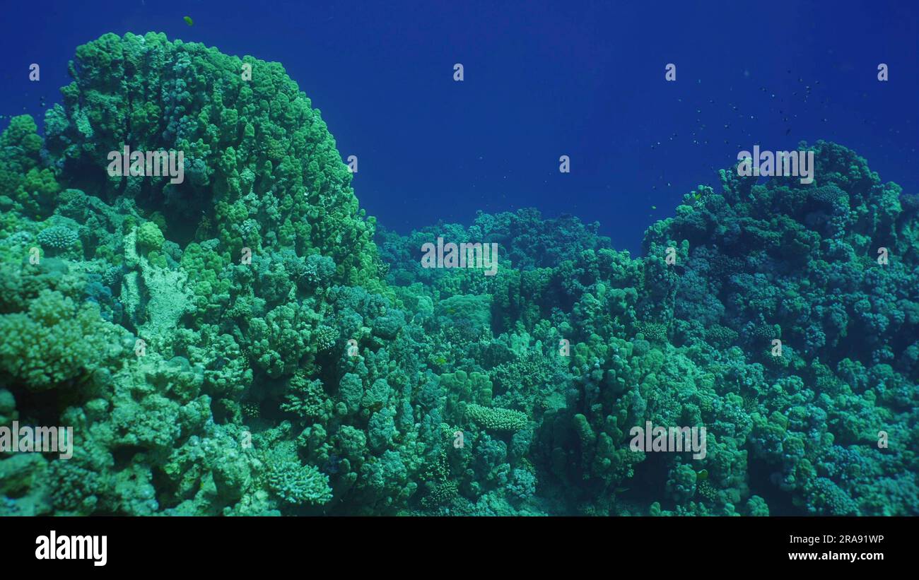 Hard corals colony Porites, tropical fish swim above top of coral reef ...