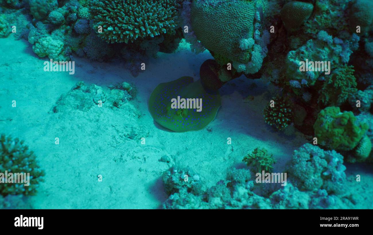 Blue spotted Stingray or Bluespotted Ribbontail Ray (Taeniura lymma ...