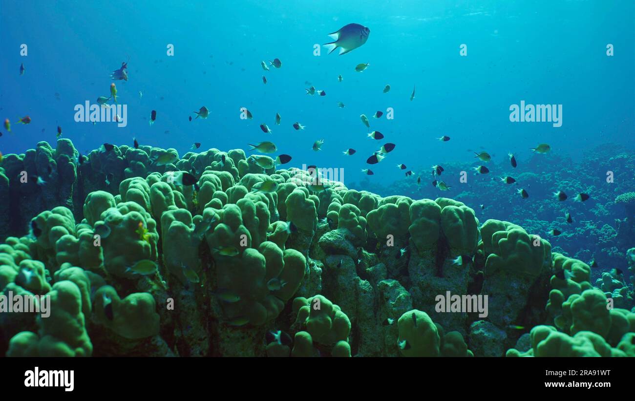 Hard corals colony Porites, school of colorful tropical fish swims ...