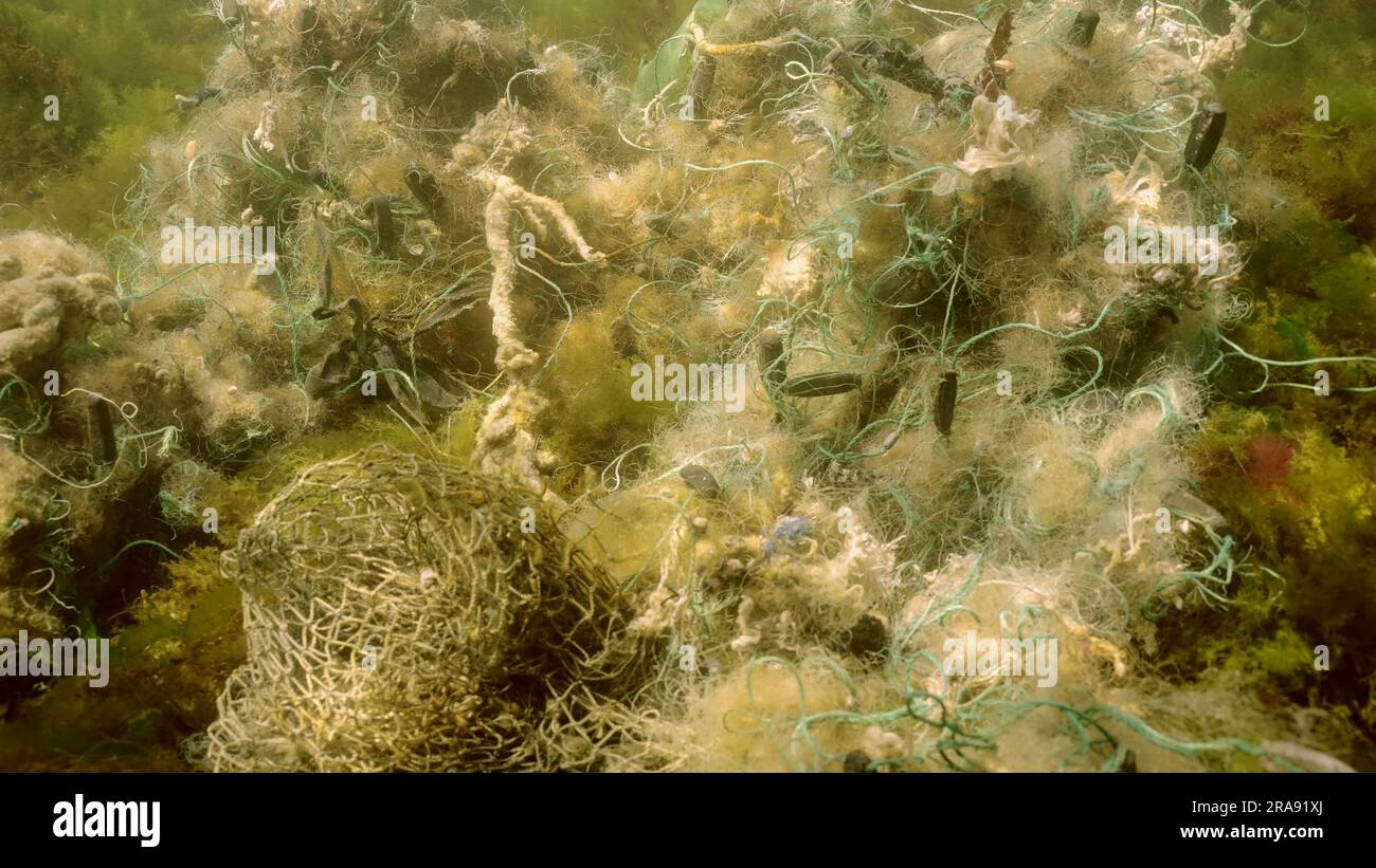 Lost fishing net lies on seabed in green algae Ulva on bright sunny day ...