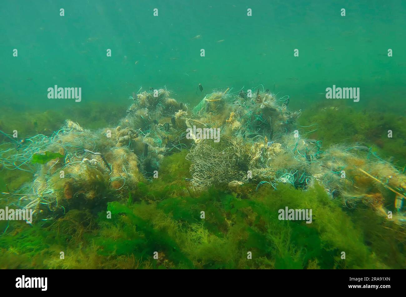 Lost fishing net lies on seabed in green algae Ulva on bright sunny day ...